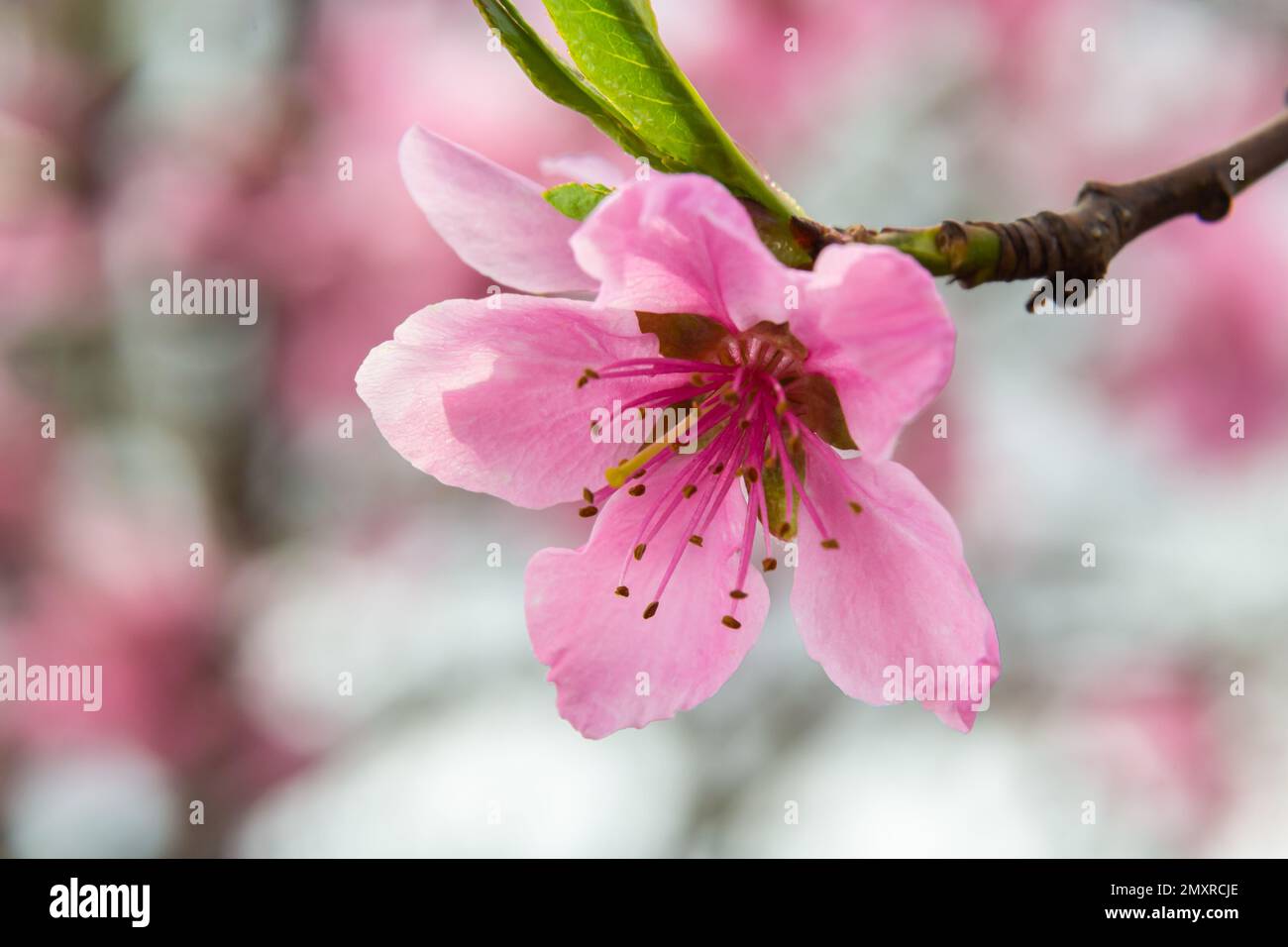 Peach branches densely covered with pink flowers - abundant flowering ...