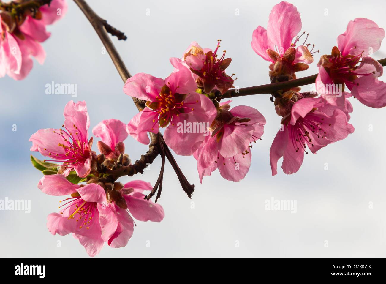 Peach branches densely covered with pink flowers - abundant flowering ...