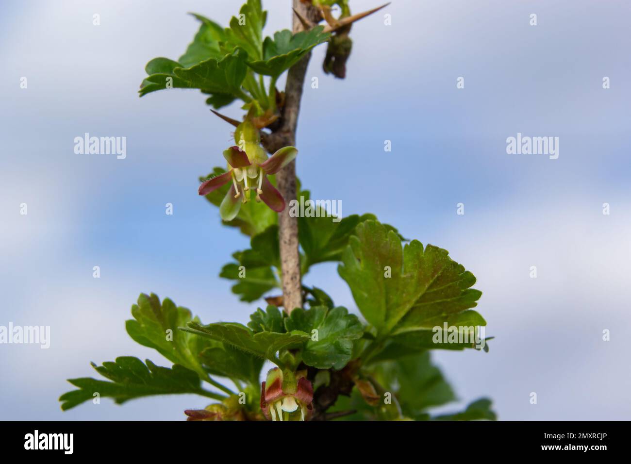 flowers gooseberry blooming on a branch of bush in garden closeup ...