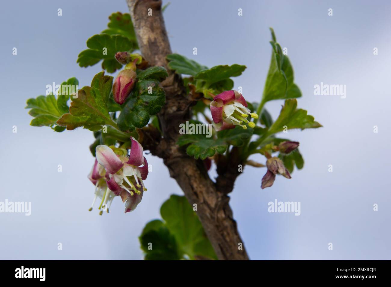 flowers gooseberry blooming on a branch of bush in garden closeup ...