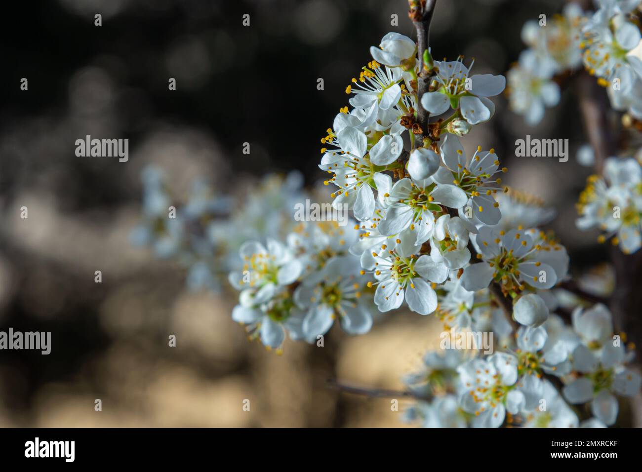 Blackthorn prunus spinosa sloe plant shrub white flower bloom blossom ...