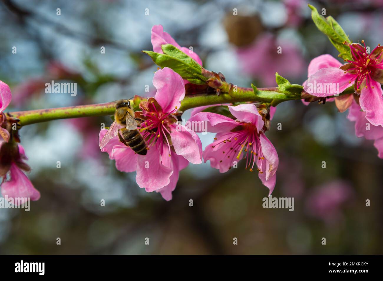 Peach branches densely covered with pink flowers - abundant flowering ...
