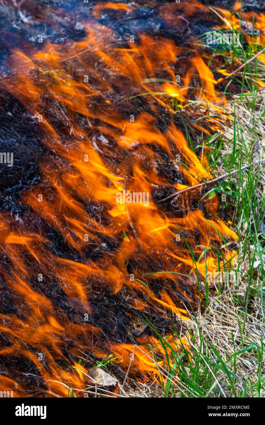 Burning old dry grass in garden. Flaming dry grass on a field. Forest ...