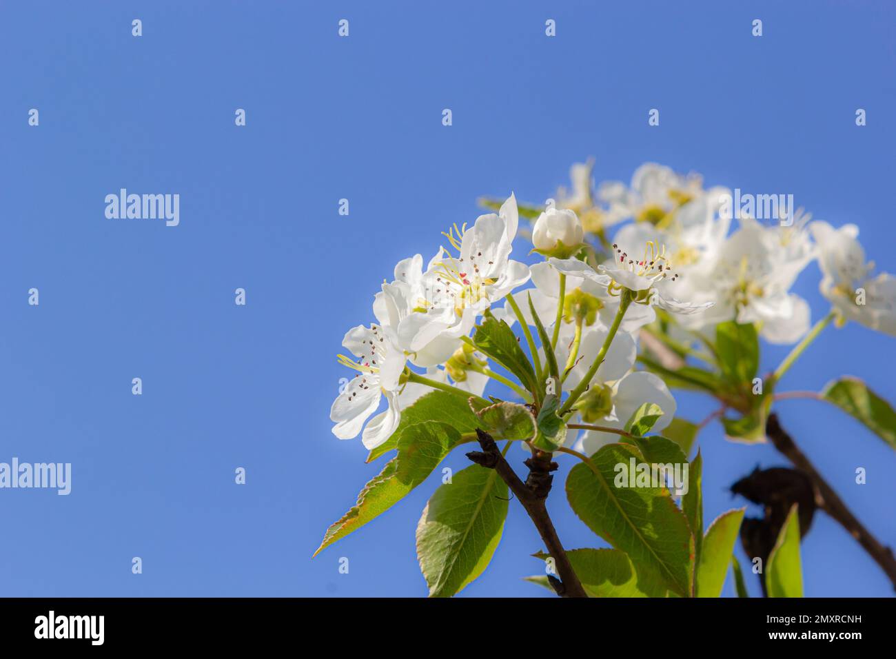 Pear blossom and spring season. Pear tree in bloom. Blurred background ...