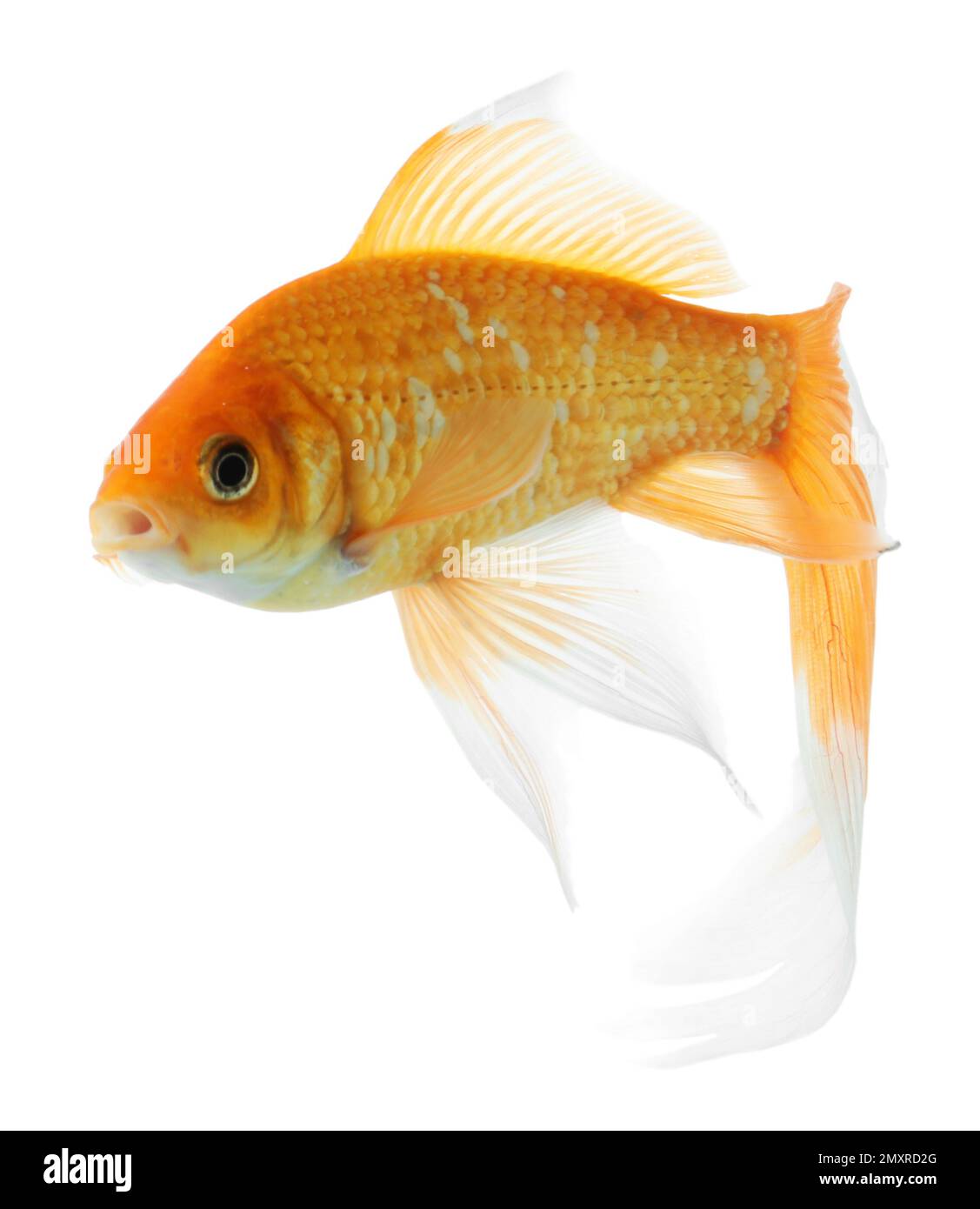 Beautiful bright small goldfish isolated on white Stock Photo - Alamy