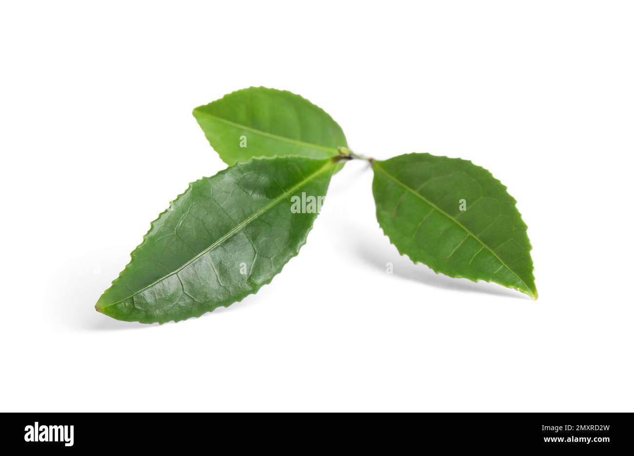 Green leaves of tea plant isolated on white Stock Photo - Alamy