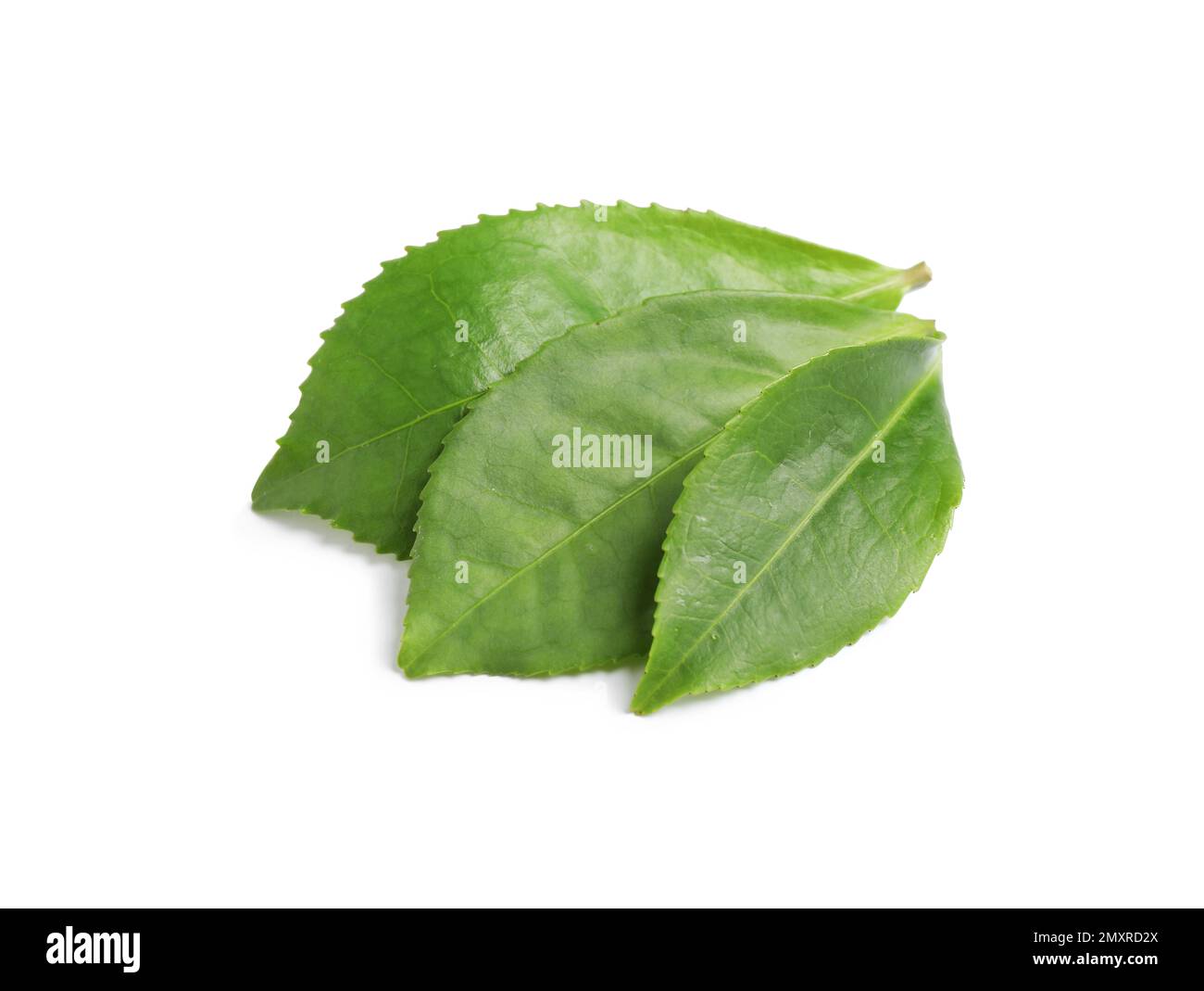 Green leaves of tea plant isolated on white Stock Photo - Alamy