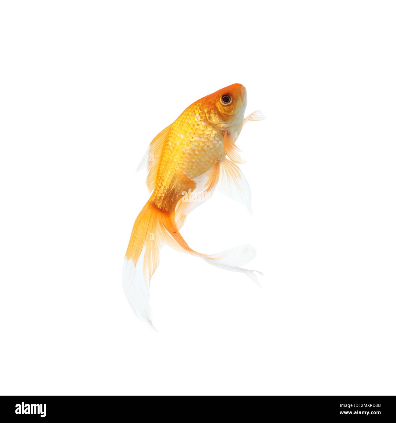 Beautiful bright small goldfish isolated on white Stock Photo - Alamy