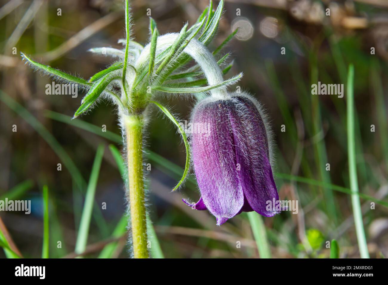Pulsatilla patens. Pulsatilla easter flower on the meadow. Pulsatilla ...