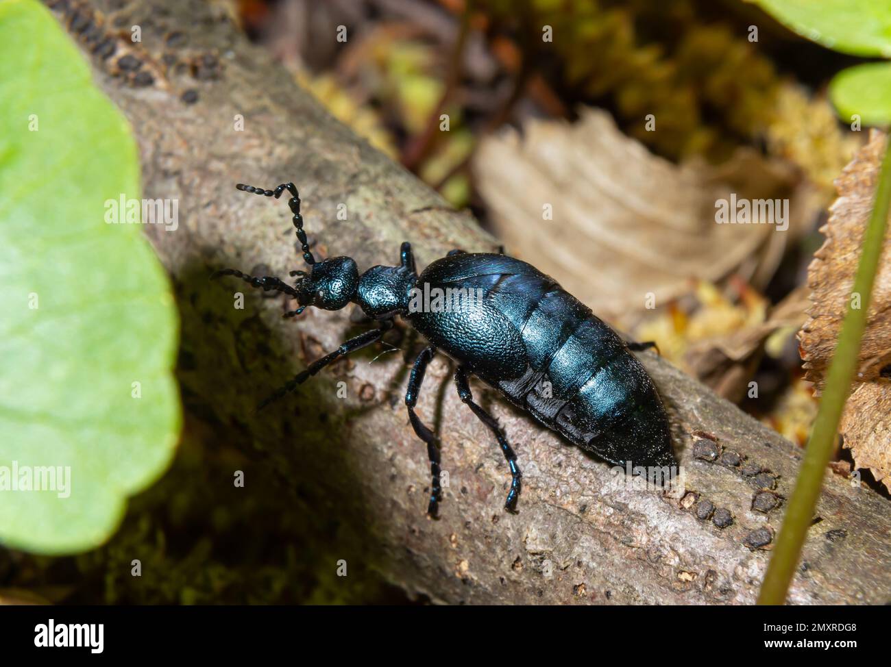 The violet oil beetle Meloe violaceus, is a species of oil beetle ...