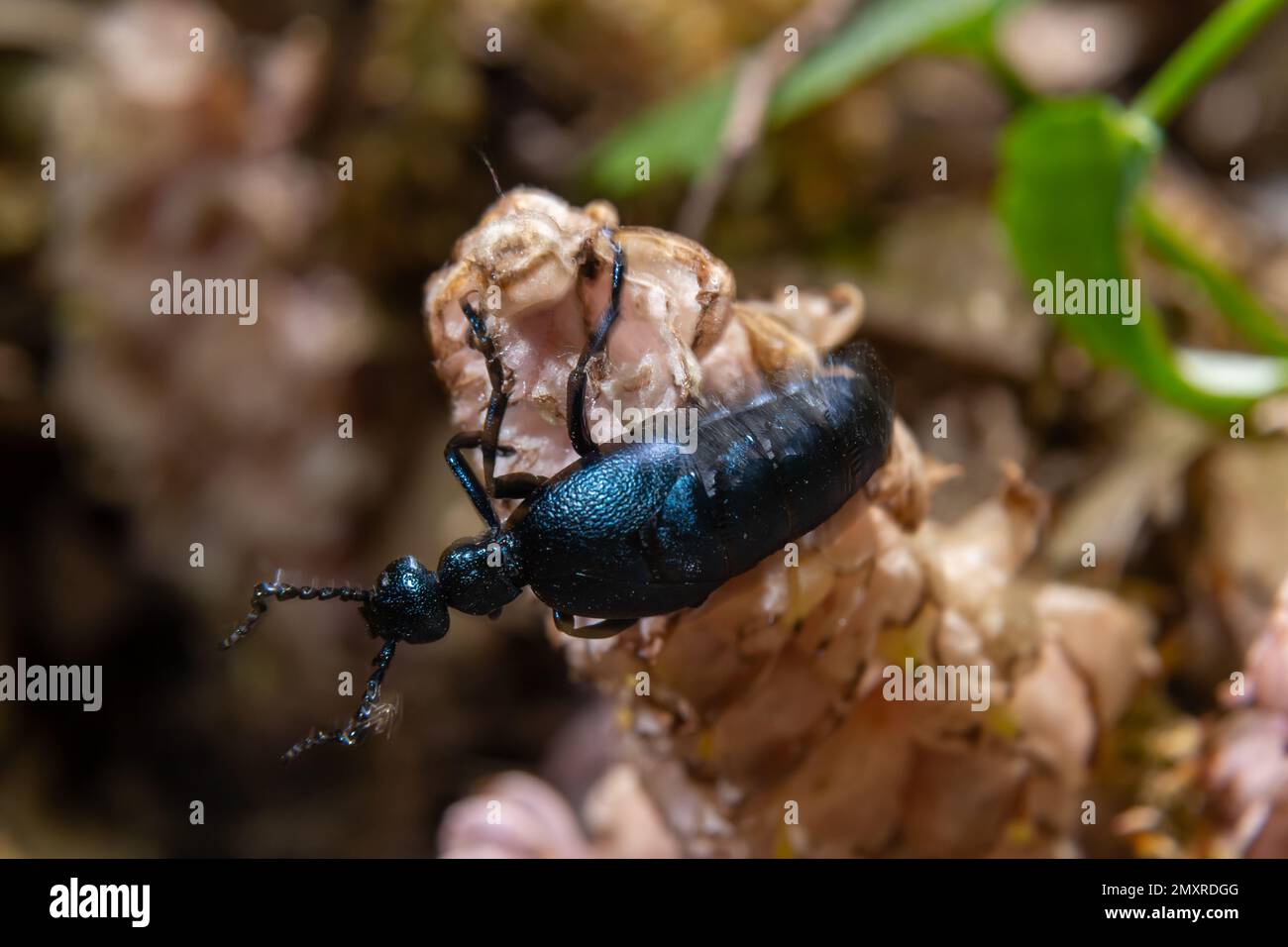 Violet oil beetle, Meloe violaceus feeding on grass, macro photo Stock ...
