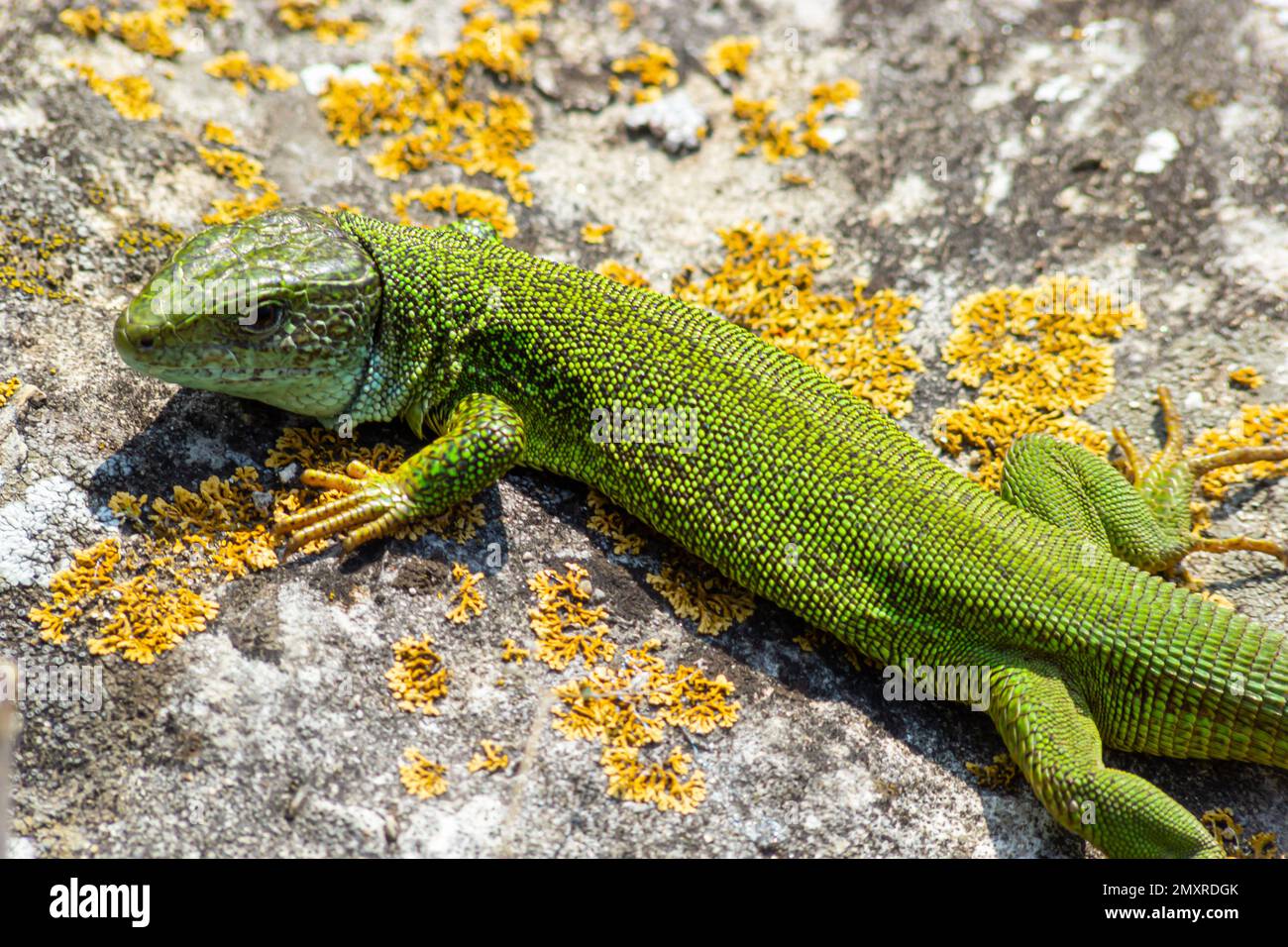 Green lizard, Lacerta viridis, is a species of lizard of the genus ...