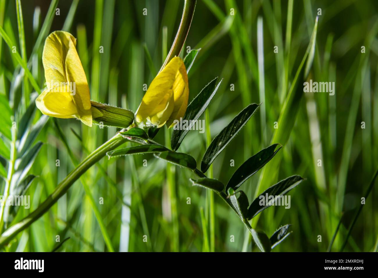 Species of vetch hi-res stock photography and images - Alamy