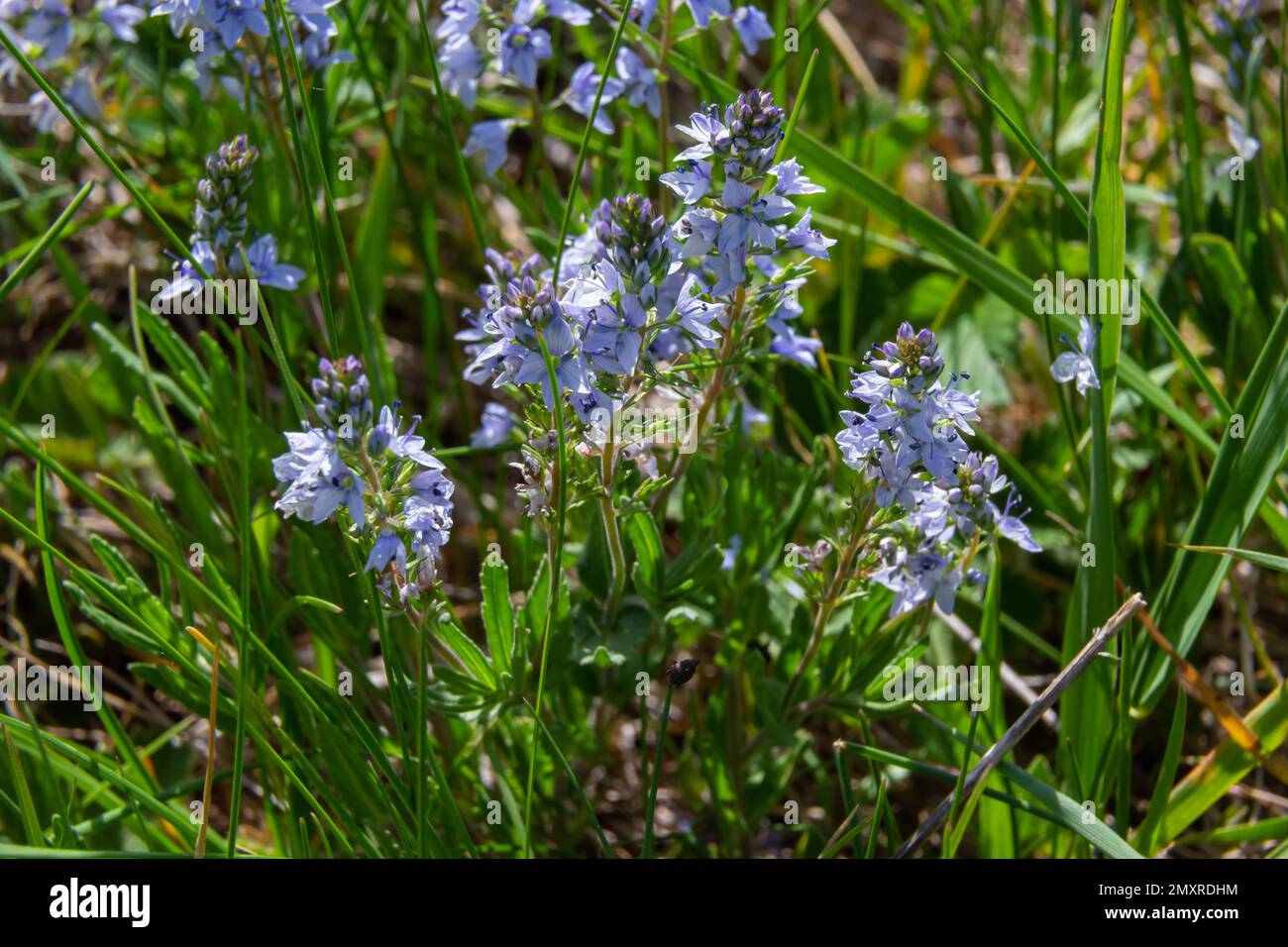 Veronica prostrata is a low light blue blooming plant of sunny hills, a ...