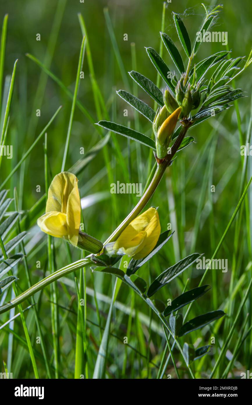 Vicia lutea - smooth yellow vetch. Spring wildflowers on a sunny day in ...