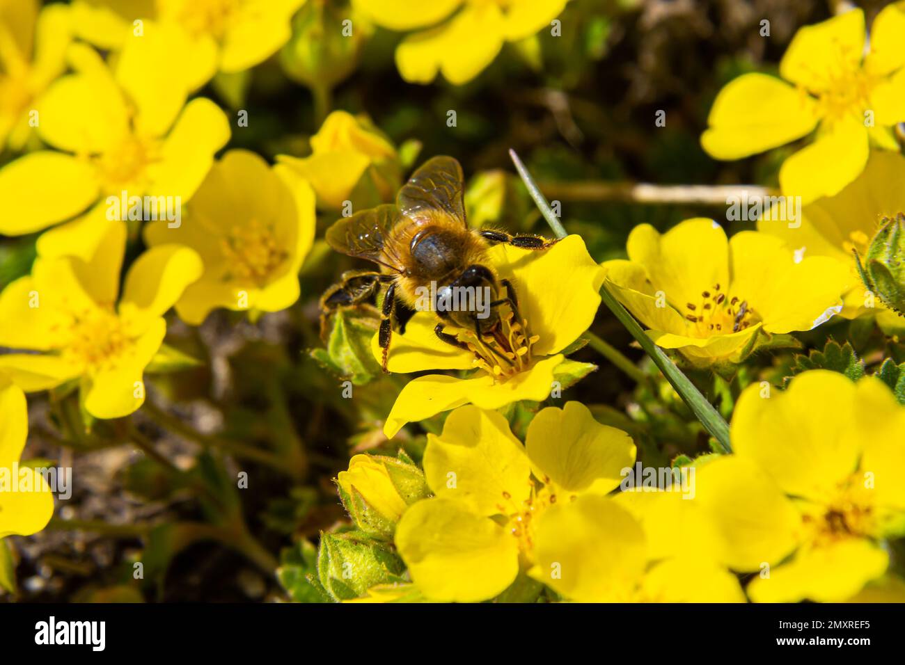 bee collects nectar from Potentilla arenaria, Tormentilla erecta ...