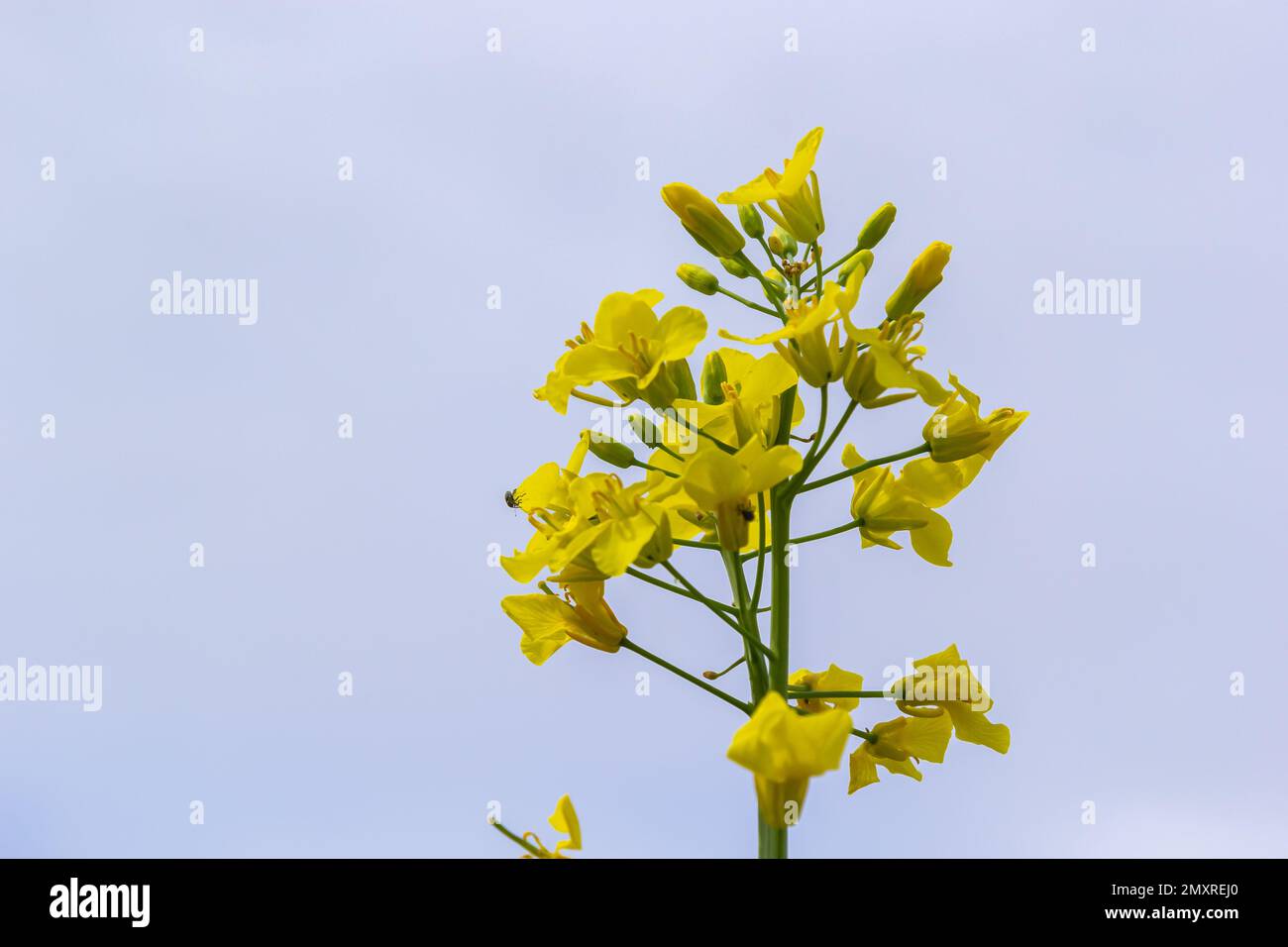 Landscape of a field of yellow rape or canola flowers, grown for the ...
