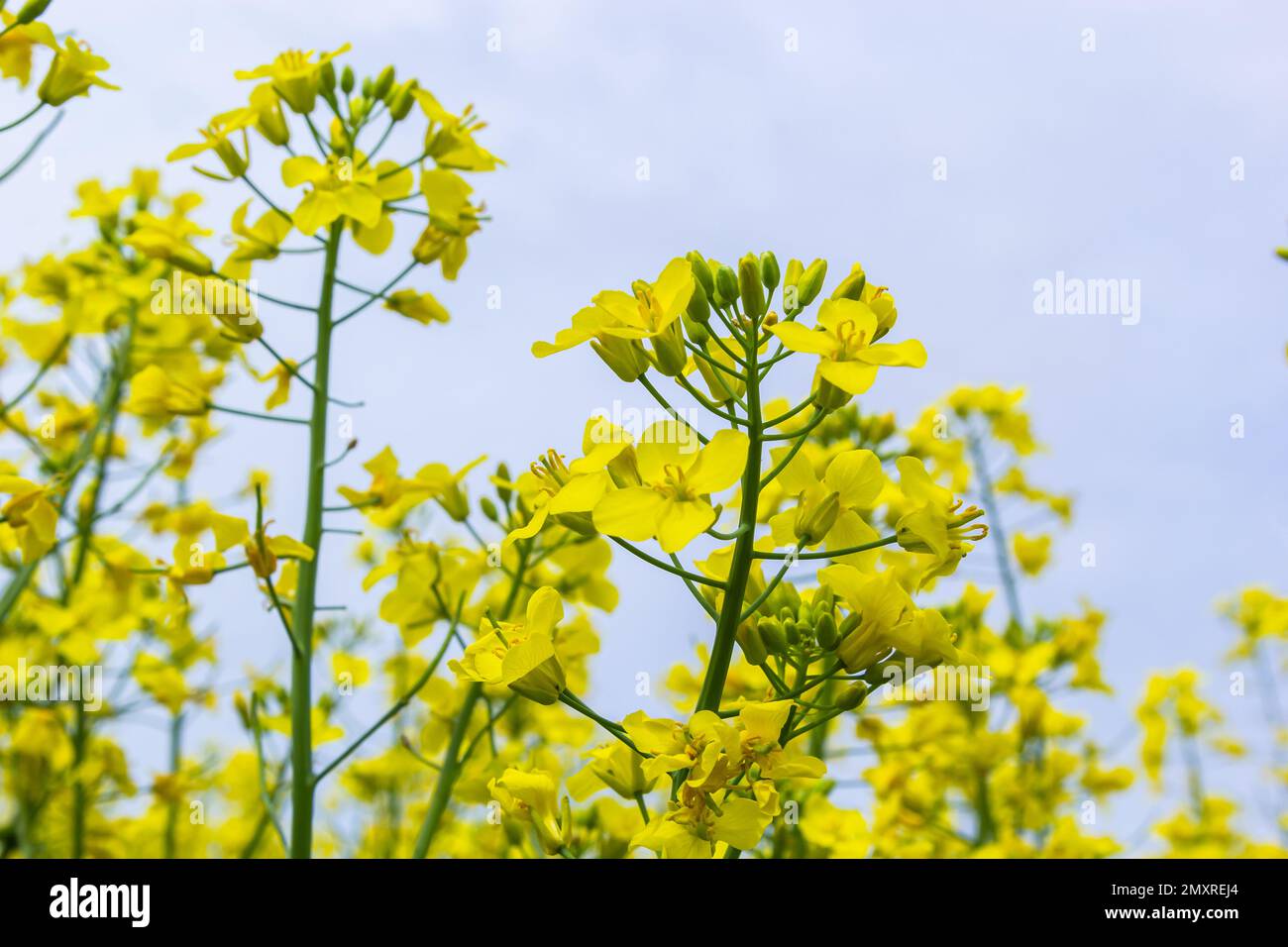 Landscape of a field of yellow rape or canola flowers, grown for the ...