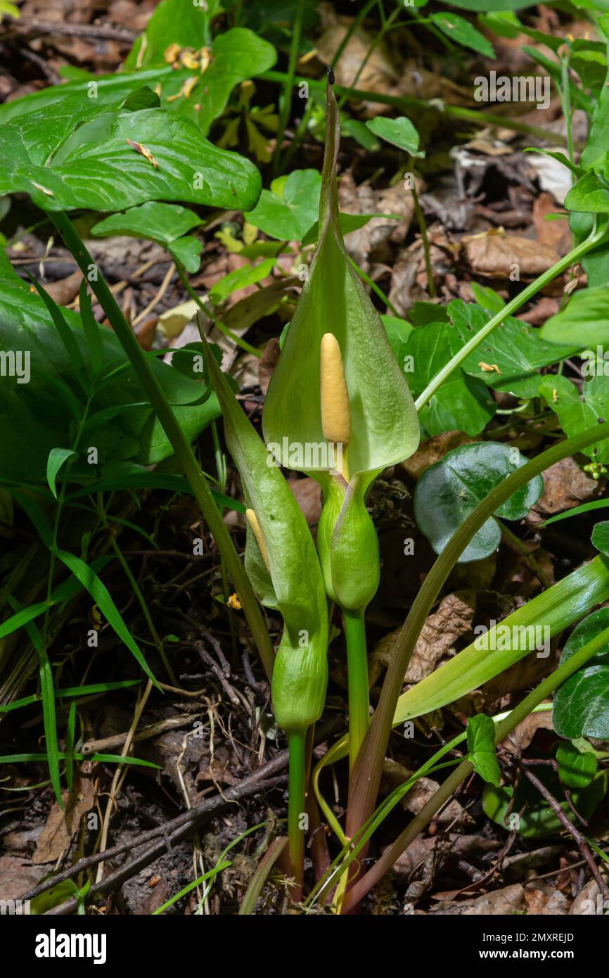 Flower of Lord and ladies or snakeshead plant, Arum maculatum Stock ...