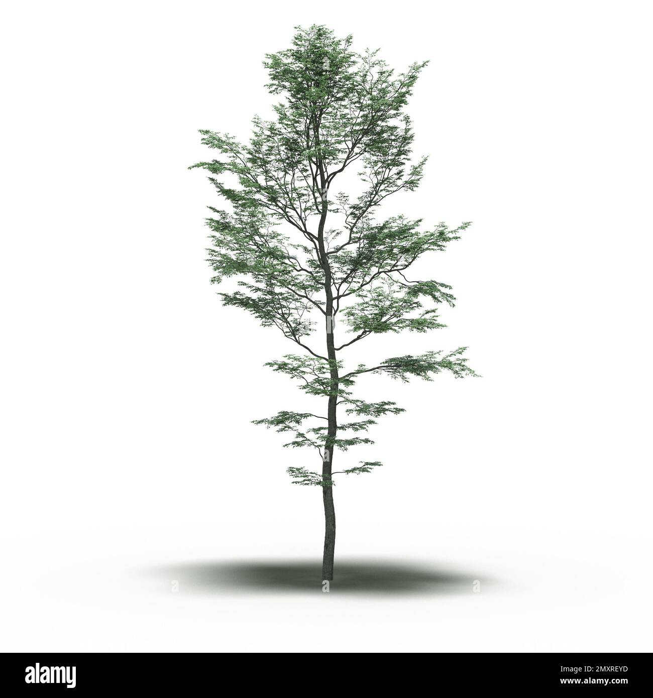 large tree with a shadow under it, isolated on white background, 3D ...