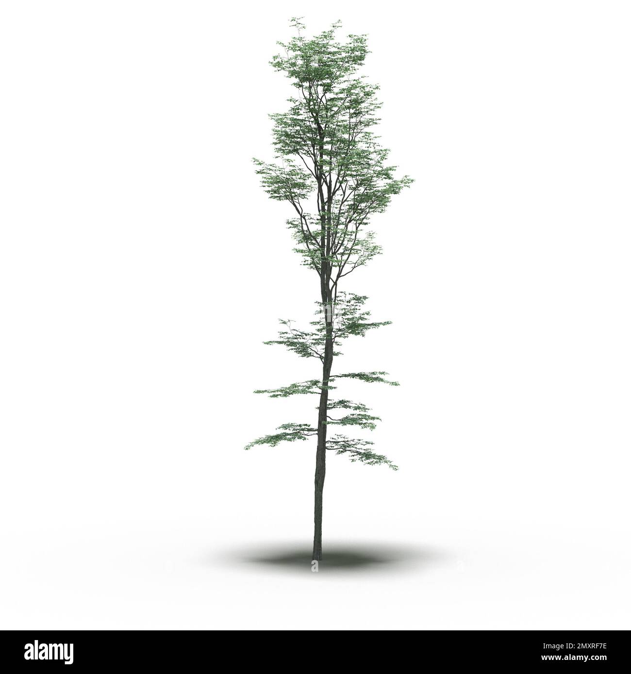 large tree with a shadow under it, isolated on white background, 3D ...