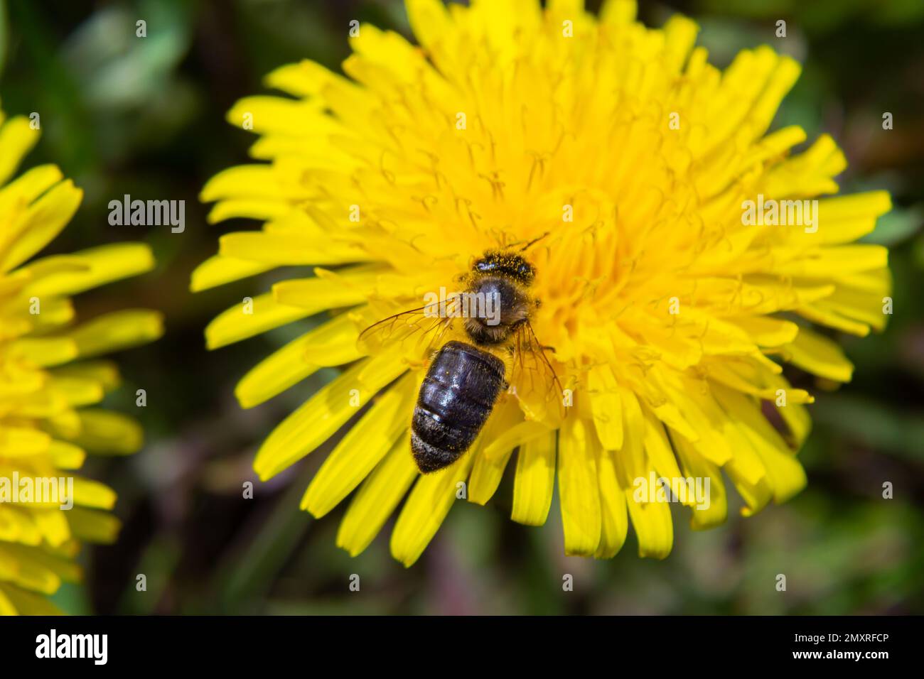 Closeup of the female of the Yellow-legged Mining Bee, Andrena flavipes ...