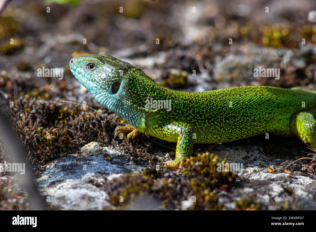 Green lizard, Lacerta viridis, is a species of lizard of the genus ...