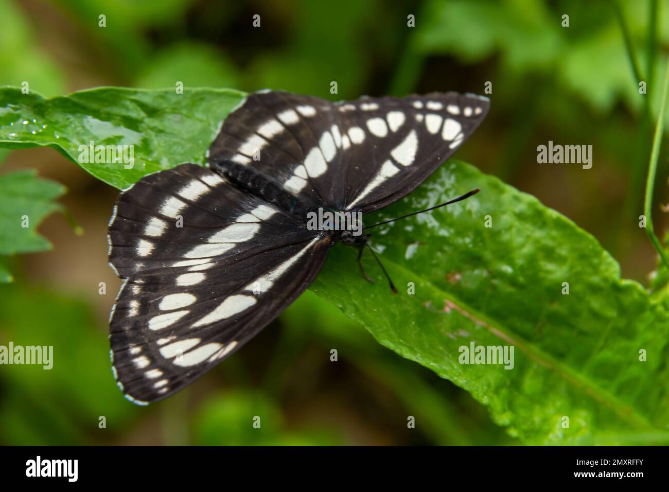 Pallas sailer or common glider butterfly, Neptis sappho, guarding its ...