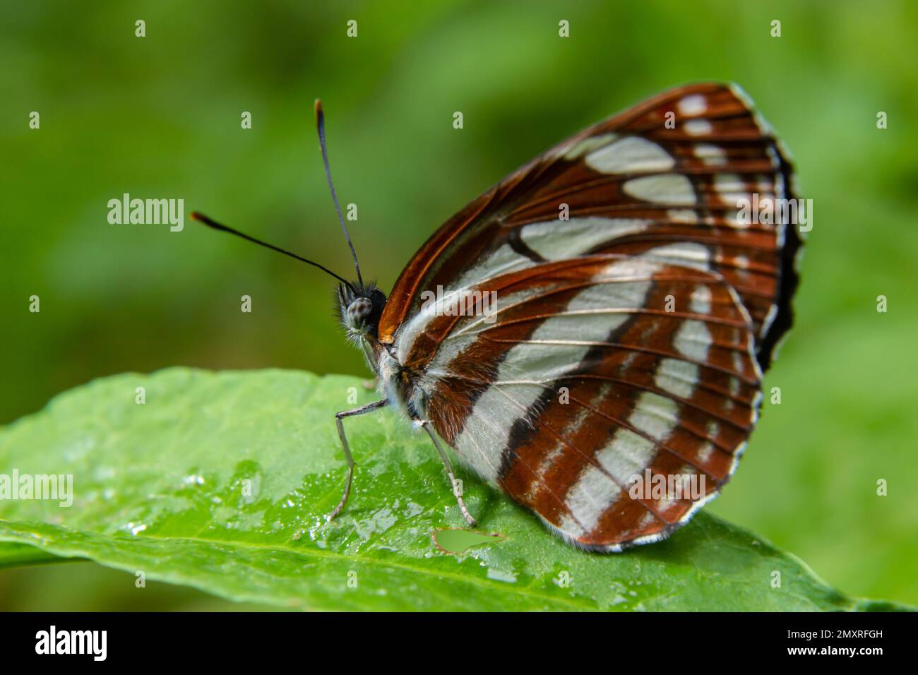A day butterfly from the family nymphalidae, Neptis sappho. The ...