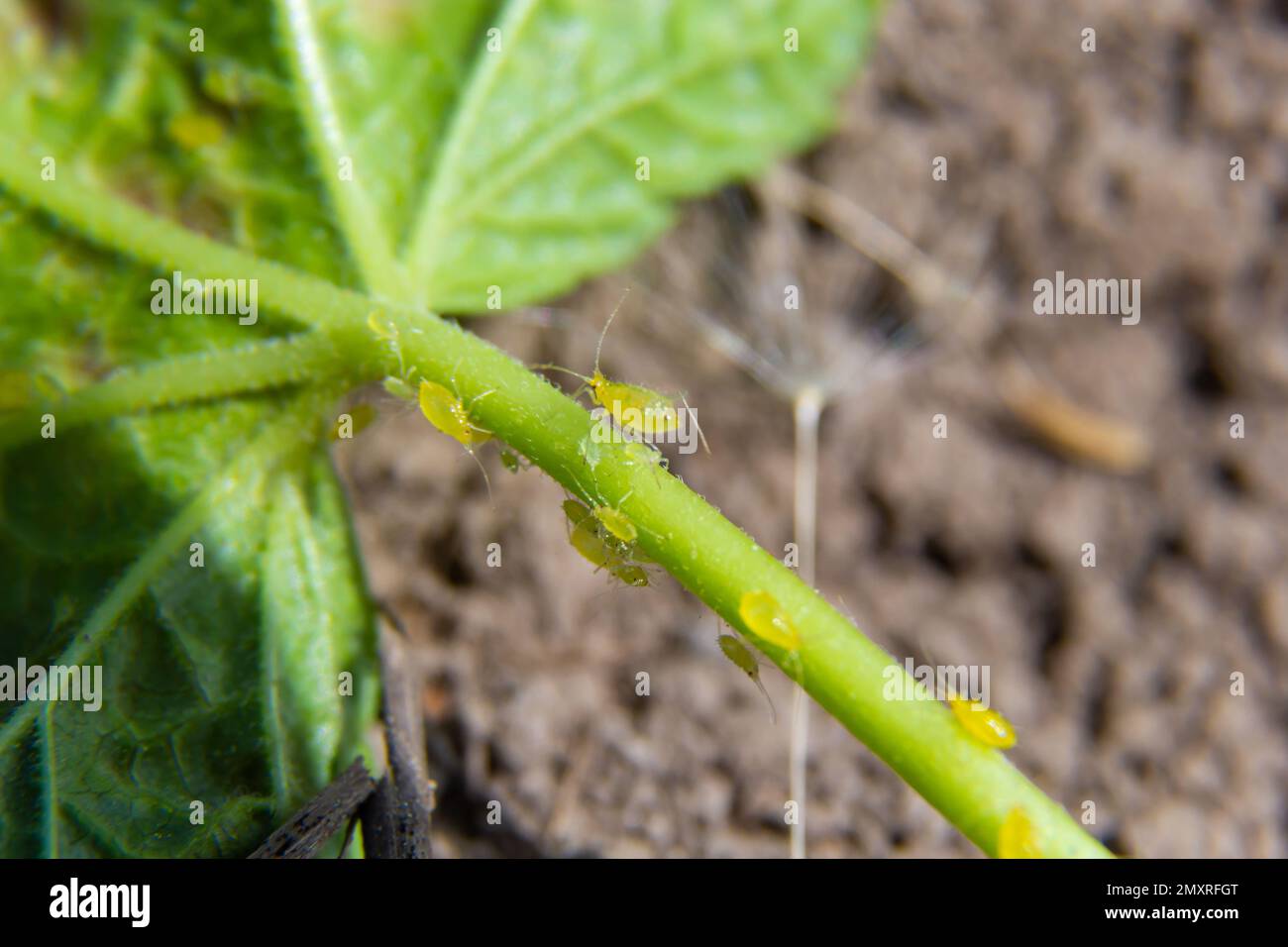 Branch of fruit tree with wrinkled leaves affected by black aphid ...