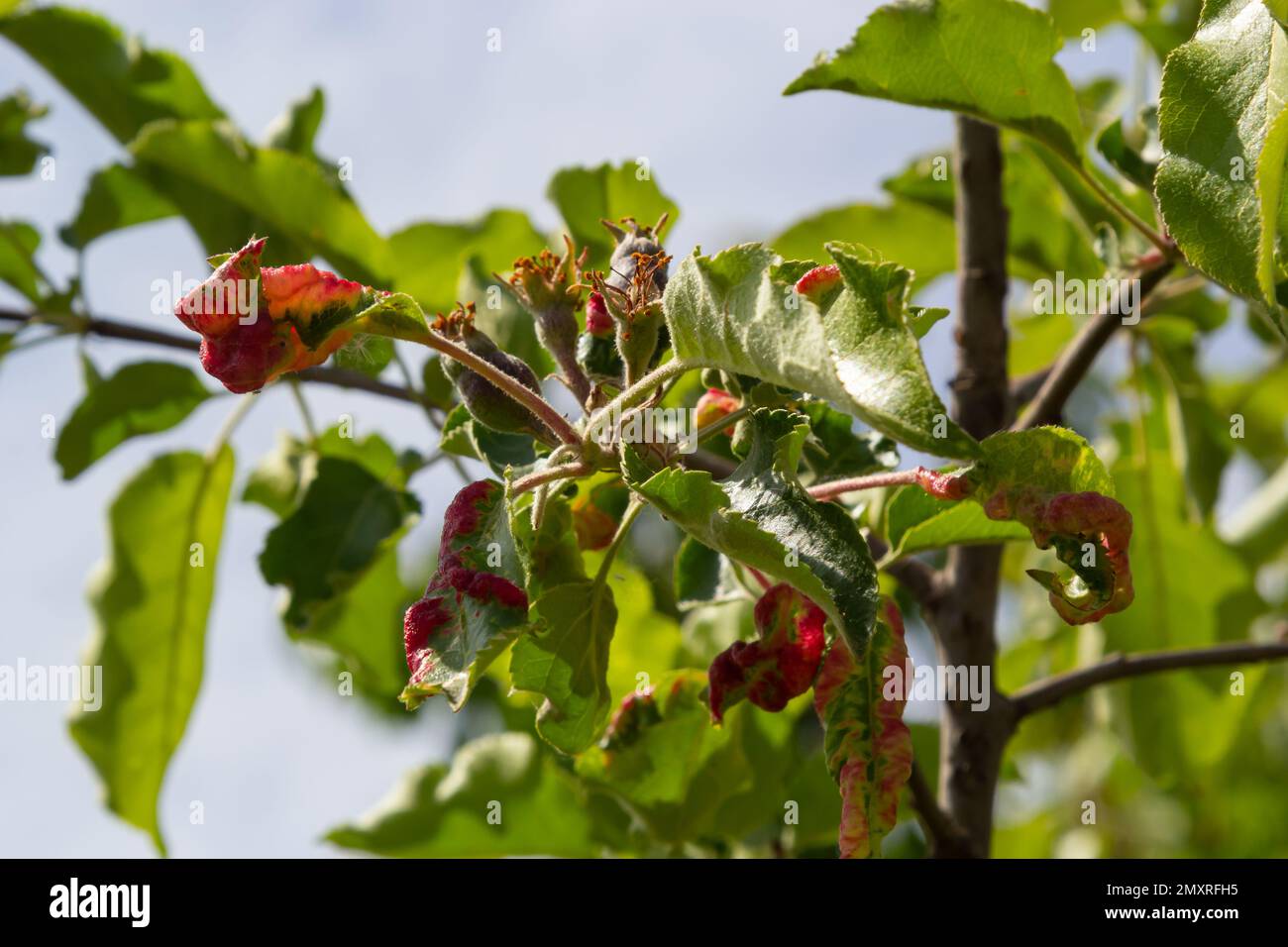 Branch of fruit tree with wrinkled leaves affected by black aphid ...