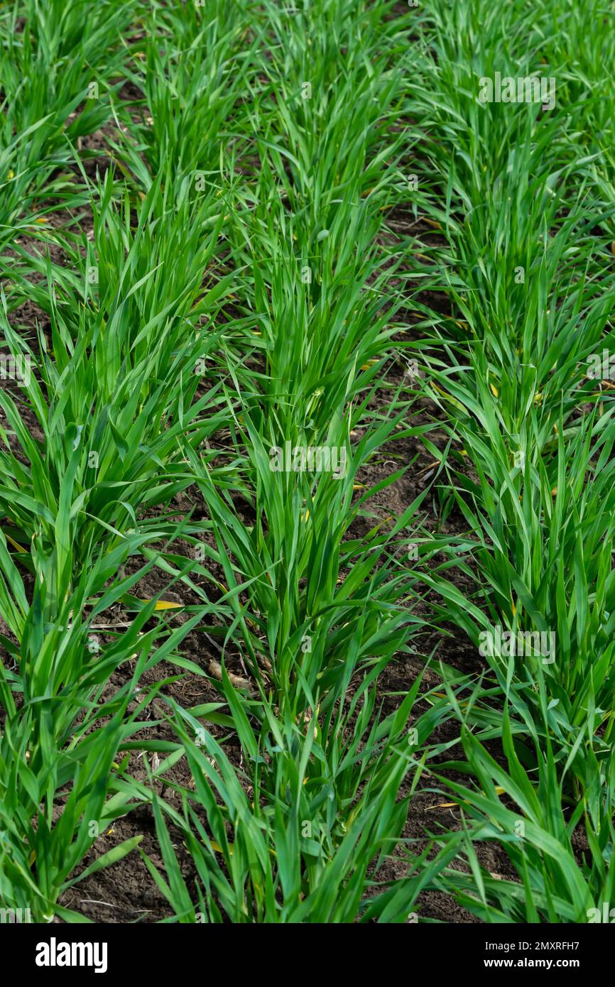 Young wheat seedlings growing in a soil. Agriculture and agronomy theme ...