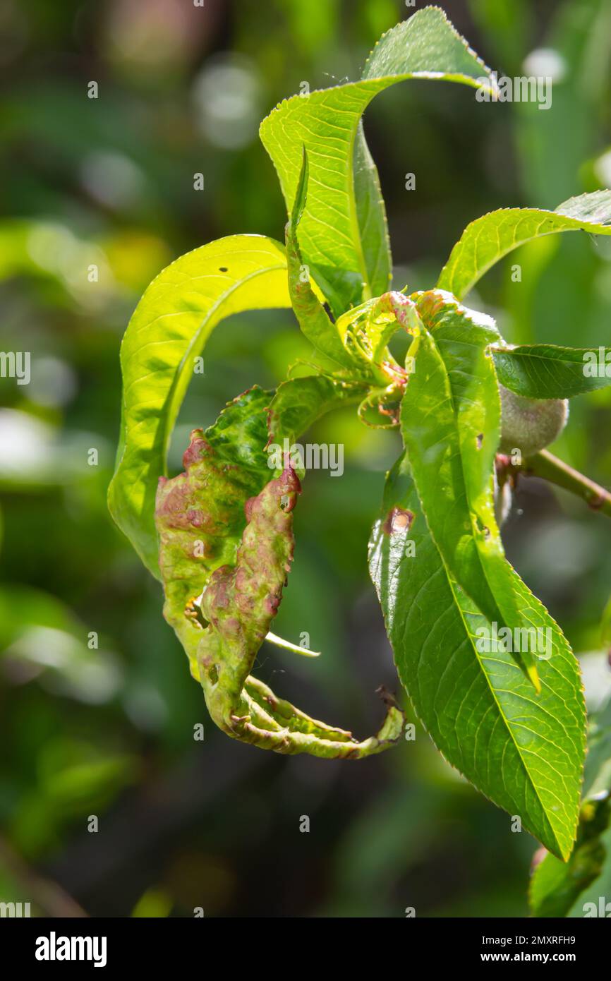 Detail of peach leaves with leaf curl, Taphrina deformans, disease ...