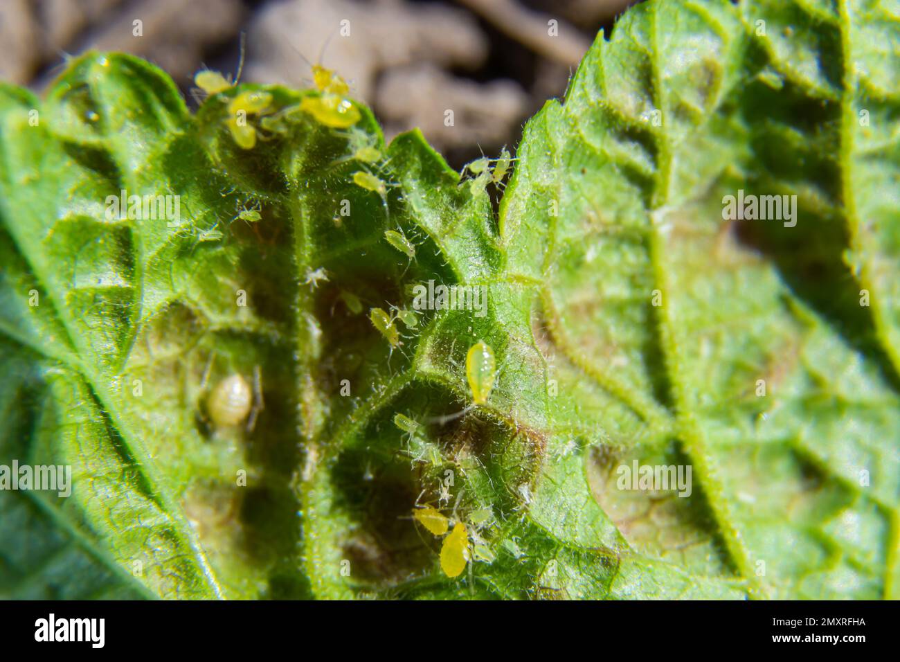 Branch of fruit tree with wrinkled leaves affected by black aphid ...