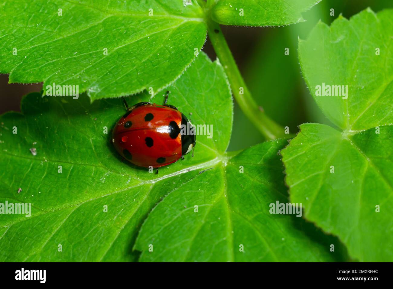 Ladybug with seven spots, Coccinella septempunctata, Coleoptera ...
