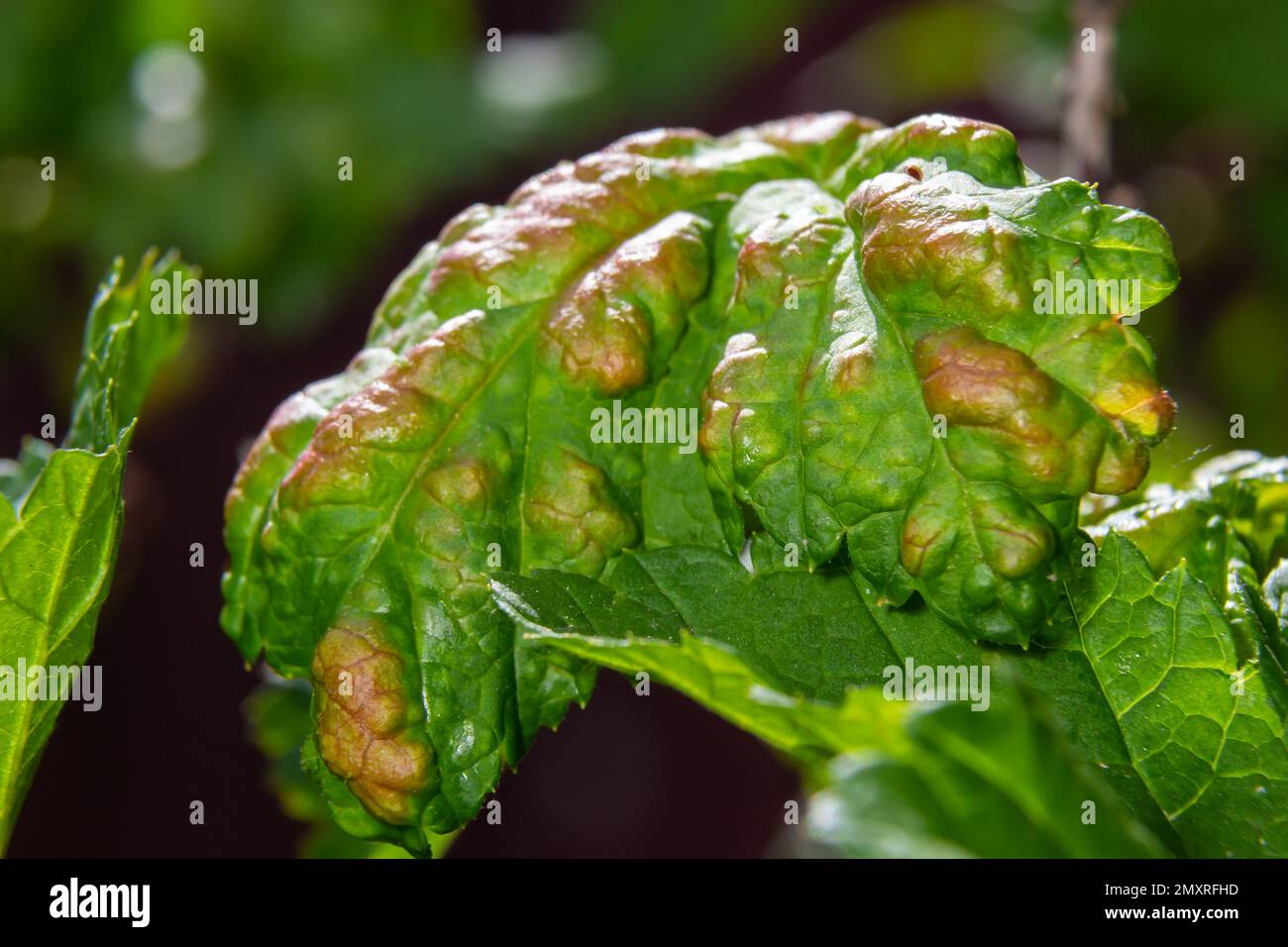 Aphids curled foliage, close up Leaf curled on cherry tree, Prunus sp ...