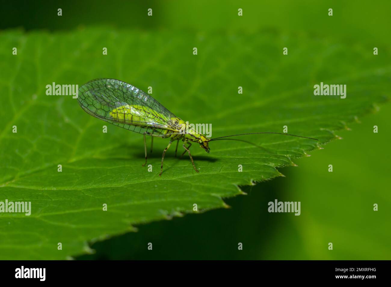 Lacewing family hi-res stock photography and images - Alamy