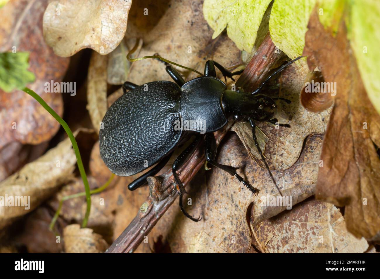 Carabus coriaceus is a species of beetle widespread in Europe, where it ...