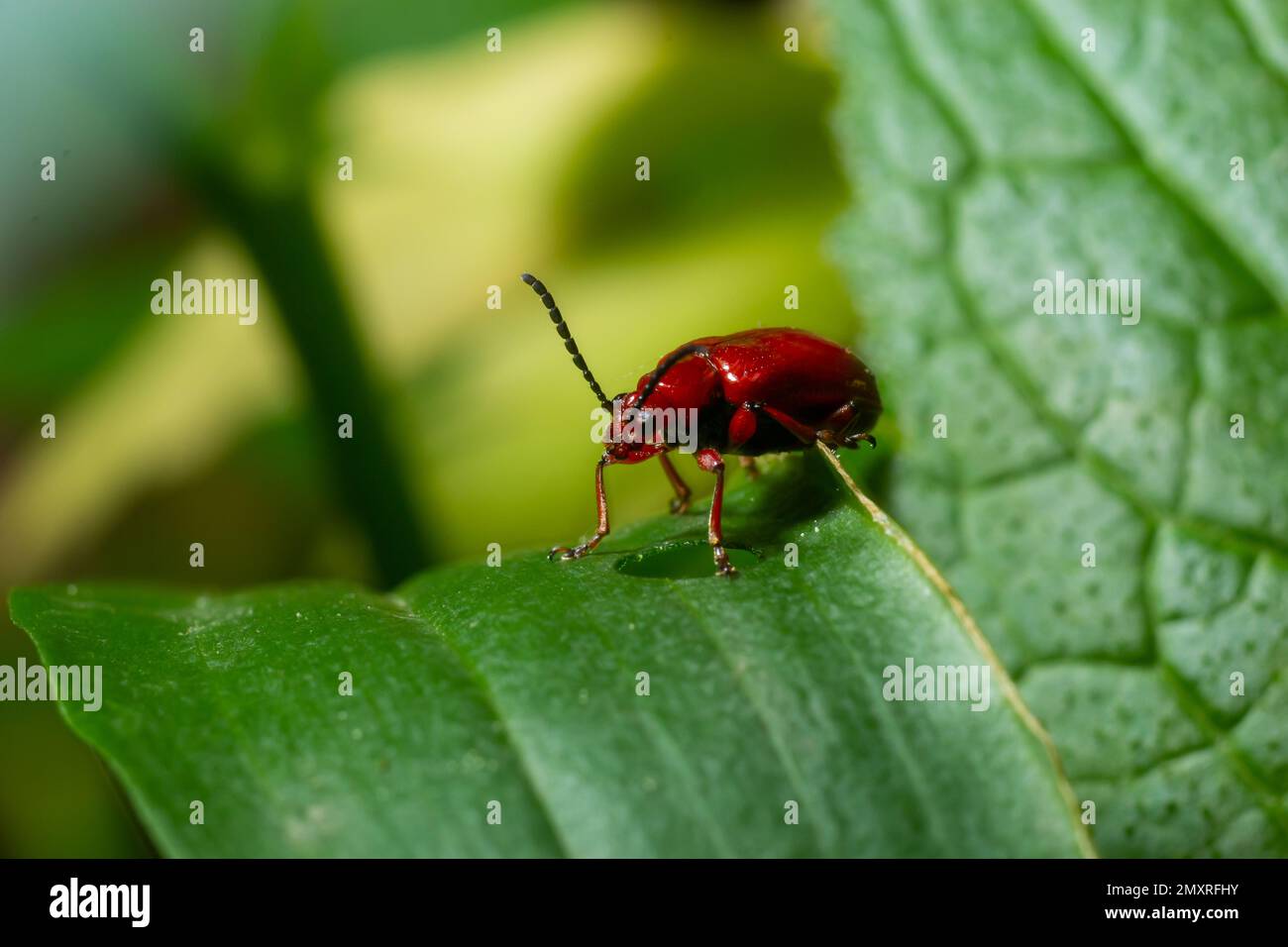 The scarlet lily beetle, red lily beetle or lily leaf beetle ...