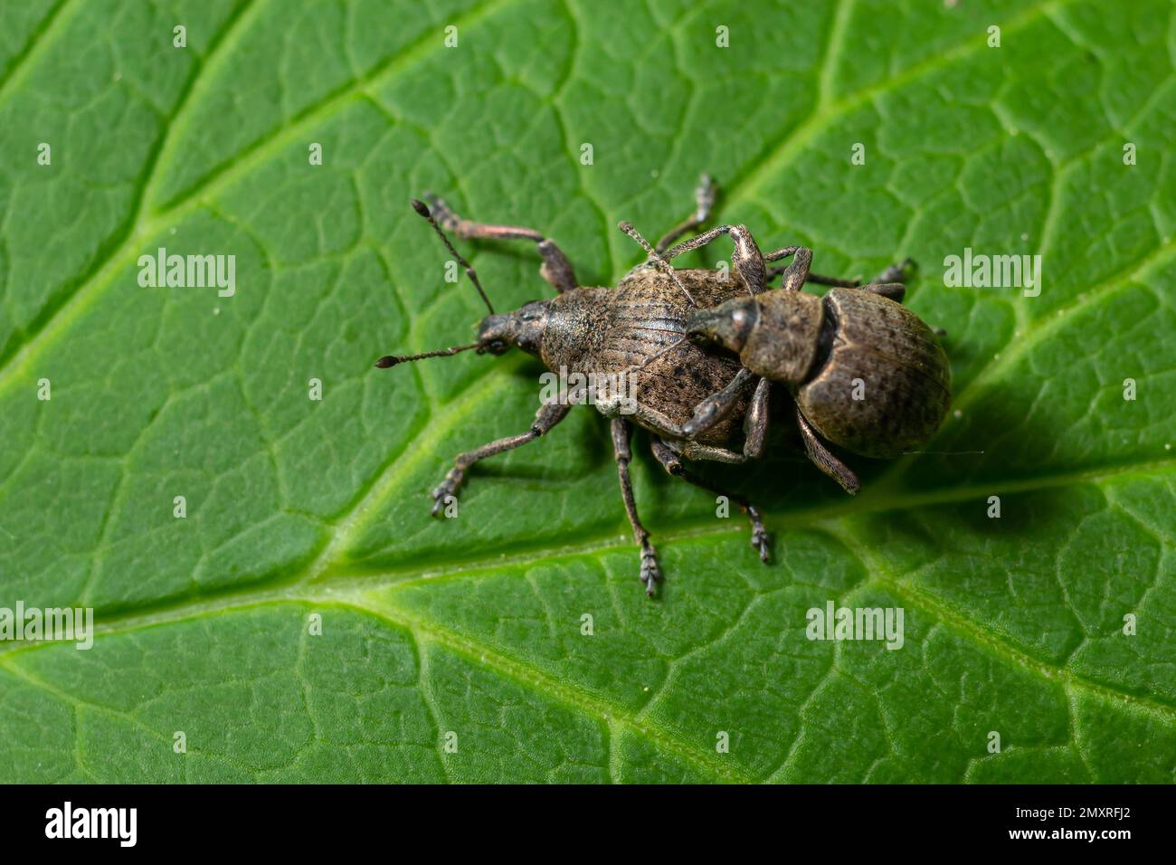 Vine weevil hi-res stock photography and images - Alamy