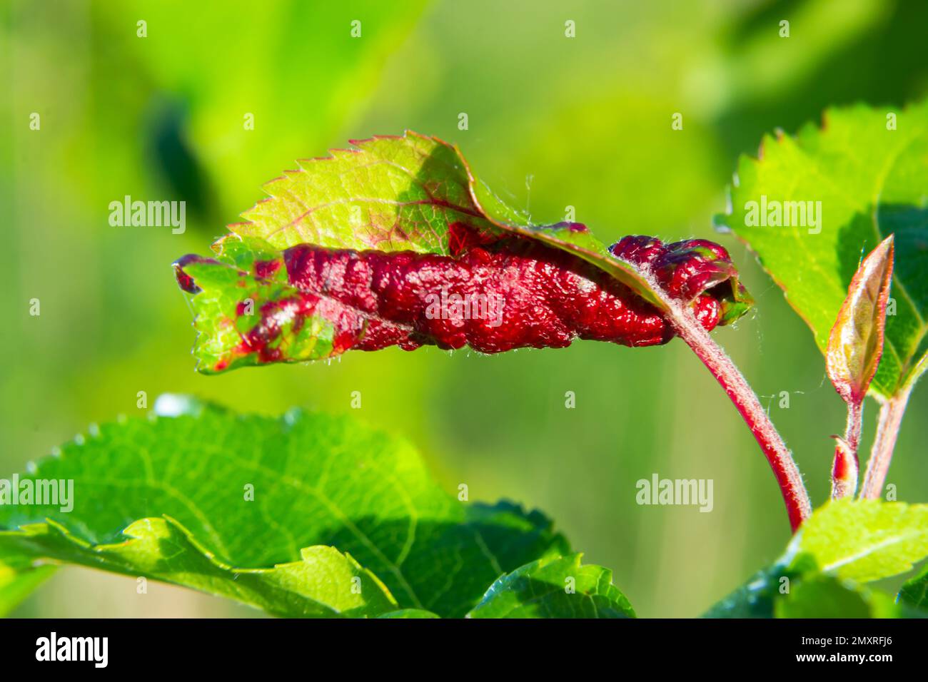 Branch of fruit tree with wrinkled leaves affected by black aphid ...