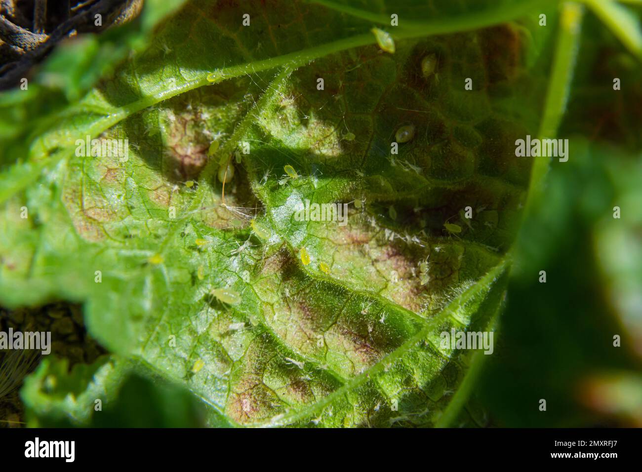 Aphids curled foliage, close up Leaf curled on cherry tree, Prunus sp ...
