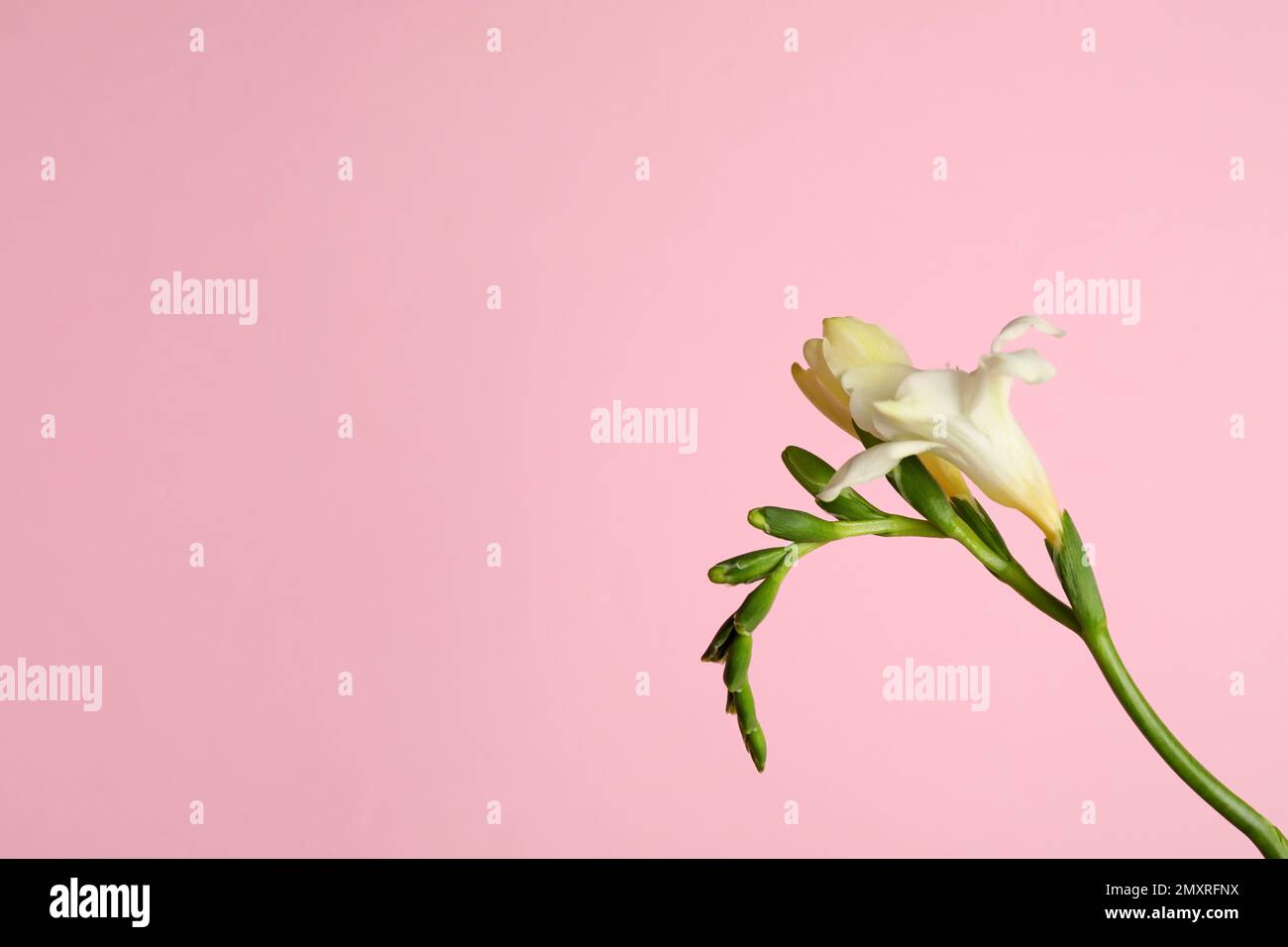 Beautiful freesia flowers on light pink background. Space for text ...
