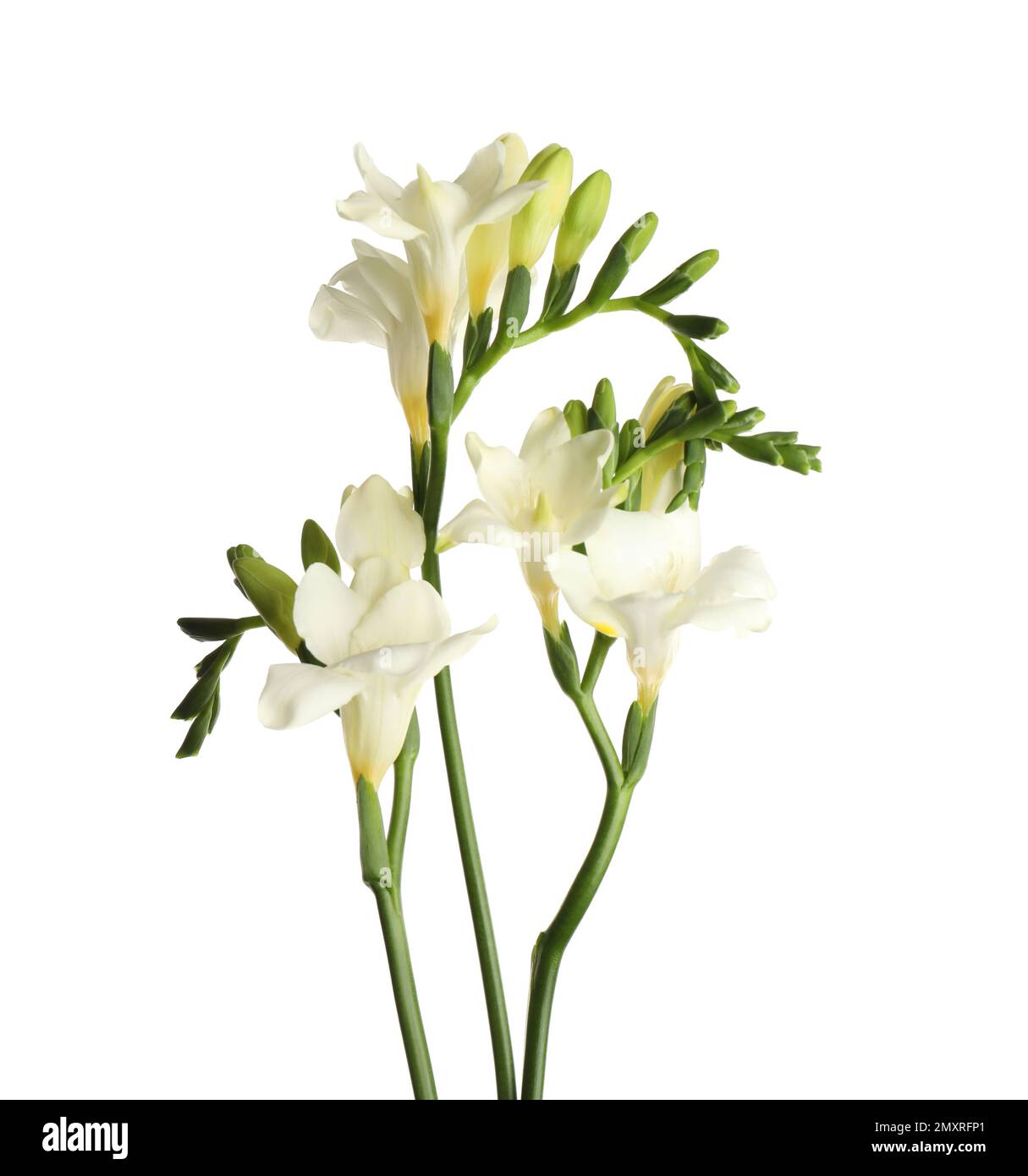 Beautiful blooming freesia flowers isolated on white Stock Photo - Alamy
