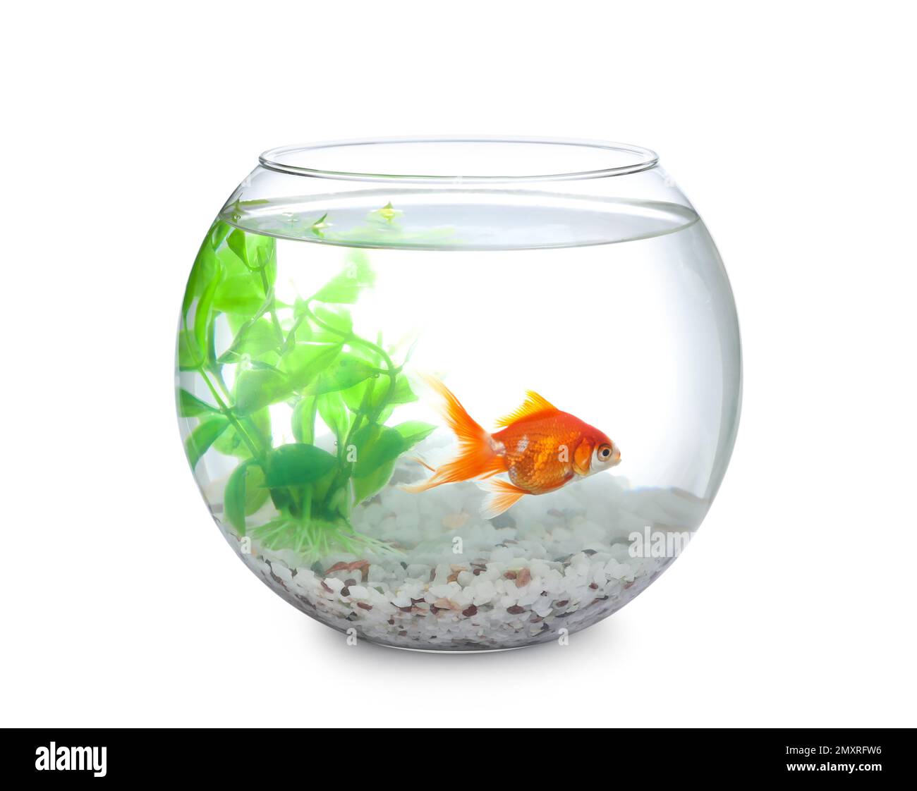 Beautiful bright small goldfish in round glass aquarium isolated on ...