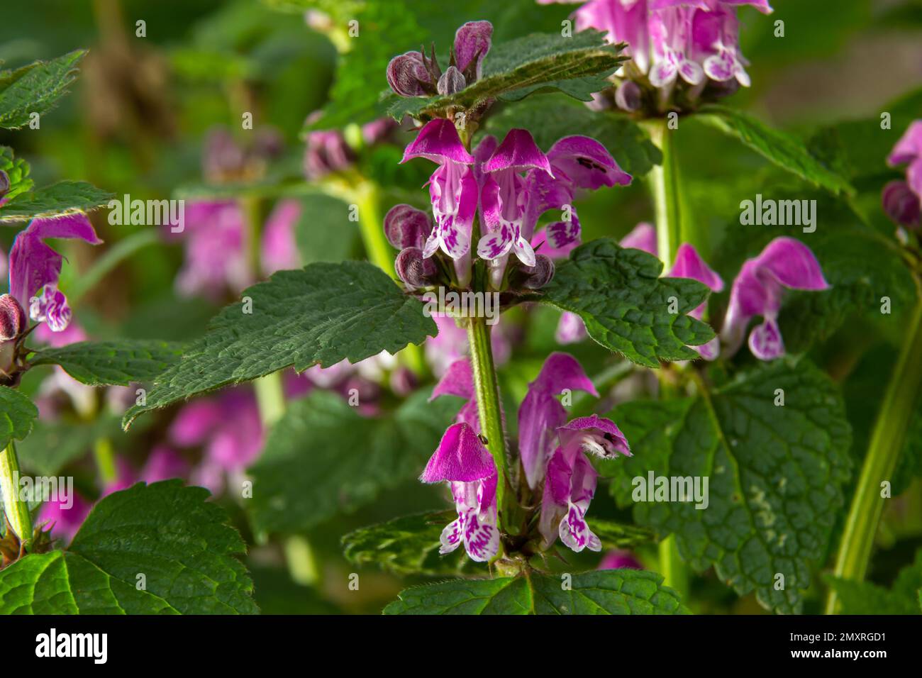 Blooming Lamium maculatum Roseum, spotted henbit, spotted dead-nettle ...