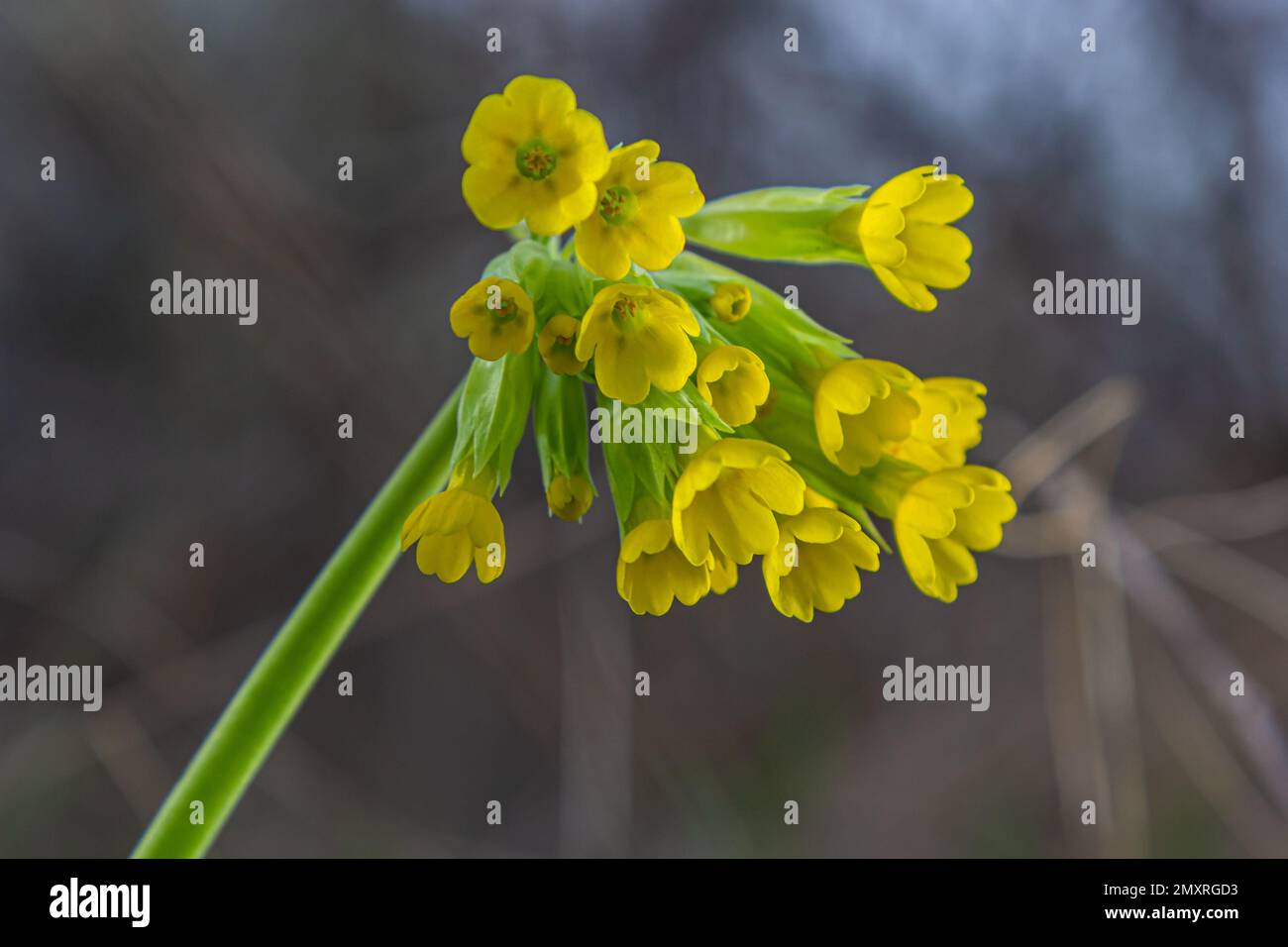 Primula veris, cowslip, common cowslip, cowslip primrose, syn. Primula ...
