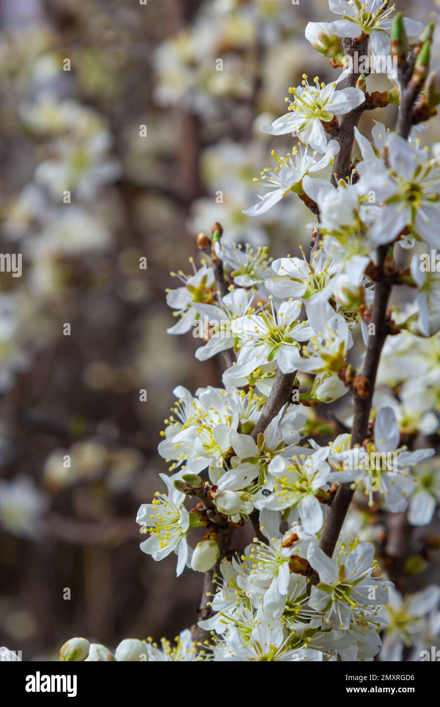 Blackthorn prunus spinosa sloe plant shrub white flower bloom blossom ...