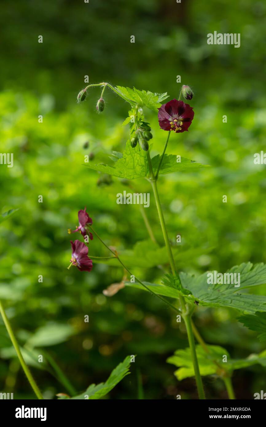 Forest geranium hi-res stock photography and images - Alamy