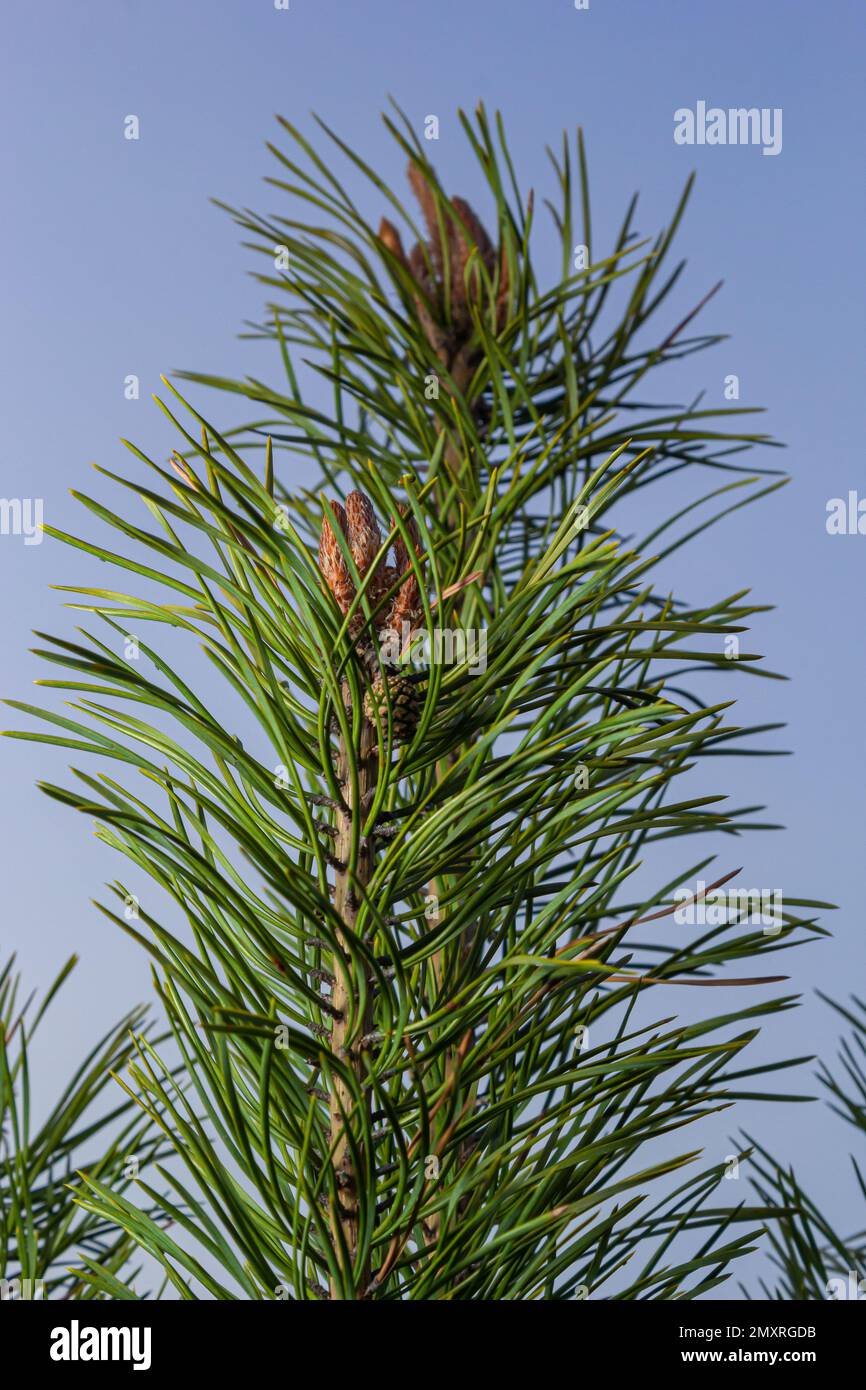 There are long buds on a pine branch. Buds appear on the pine tree in ...